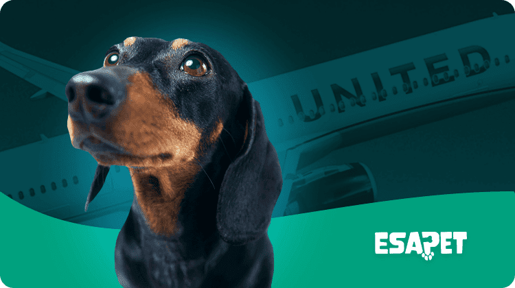 United Airlines Pet Policy: Everything You Need to Know
