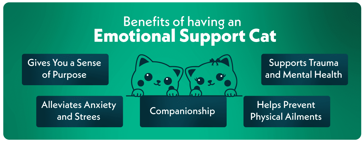 Everything You Need to Know About Emotional Support Cats