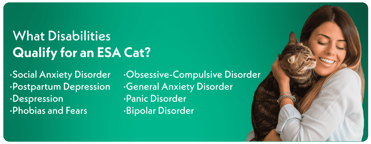 Everything You Need to Know About Emotional Support Cats