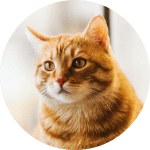 Emotional Support Animal Laws: Rights, and Regulations | ESA Pet