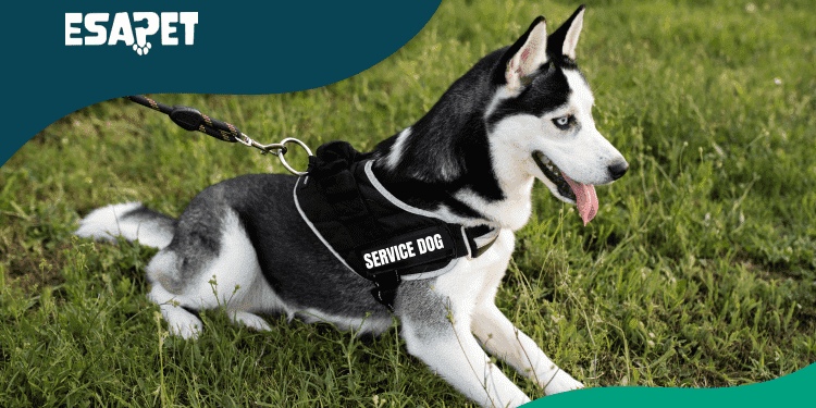 How to Catch a Fake Service Dog: Tips and Legal Guidelines | ESA Pet