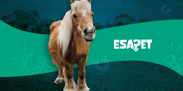 Emotional Support Animal for ADHD: All You Need To Know