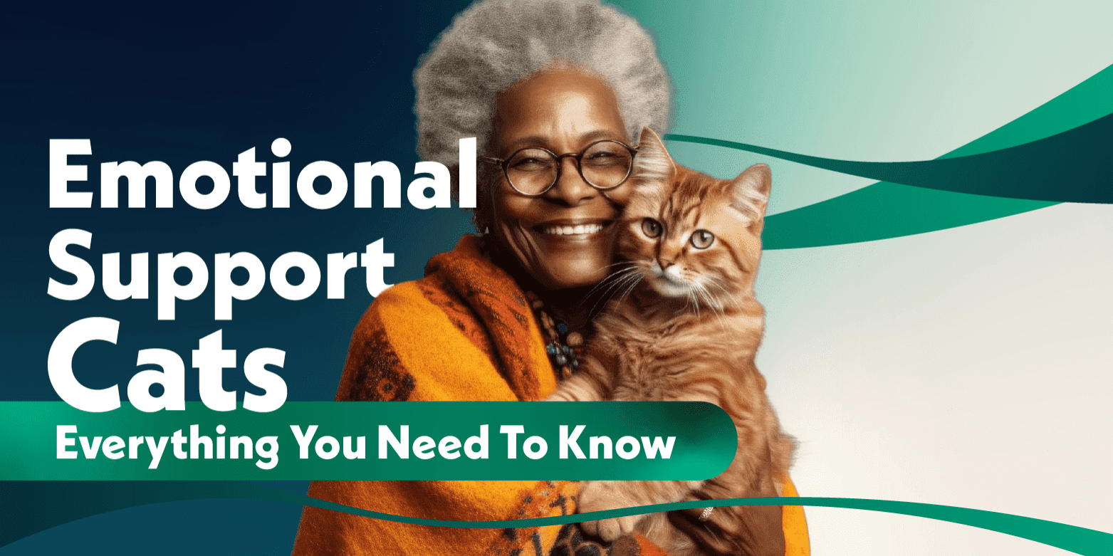 Everything You Need to Know About Emotional Support Cats