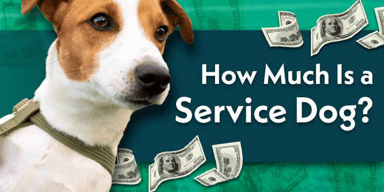 Benefits of Emotional Support Animals for Bipolar Disorder | ESA Pet