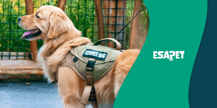 Psychiatric Service Dog Training and Certification Guide | ESA Pet